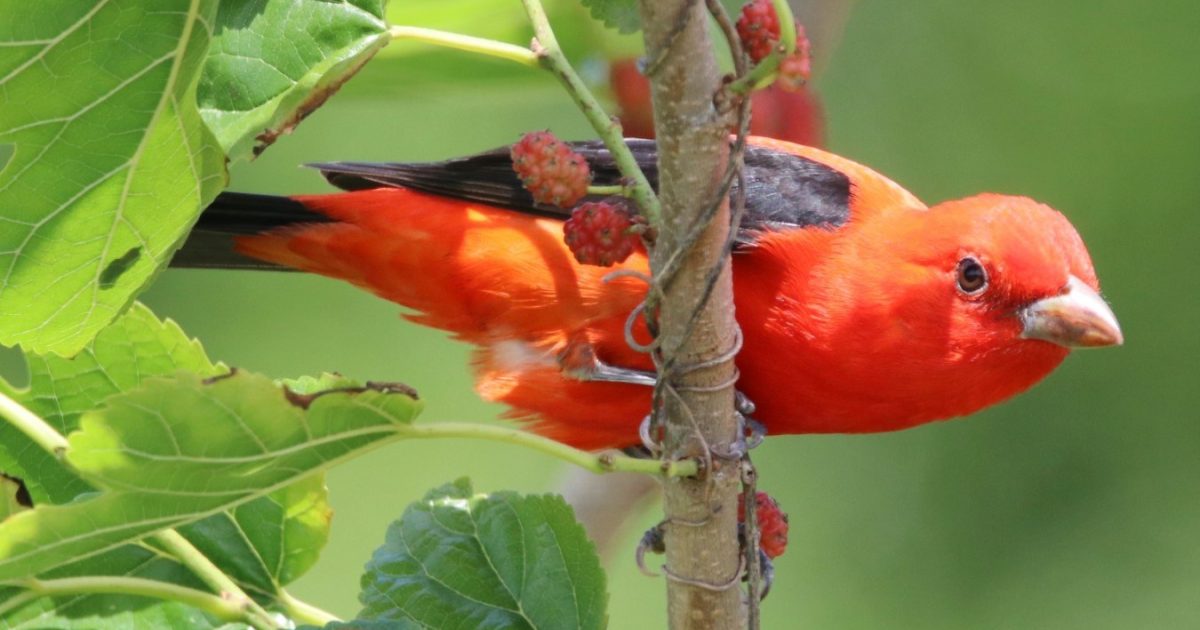 Birding in Galveston: Tips for Spring Migration Twitchers | Visit Galveston