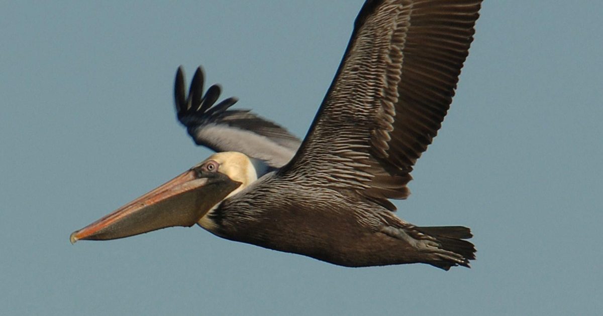 Galveston’s Pelicans: A Conservation Success Story | Visit Galveston