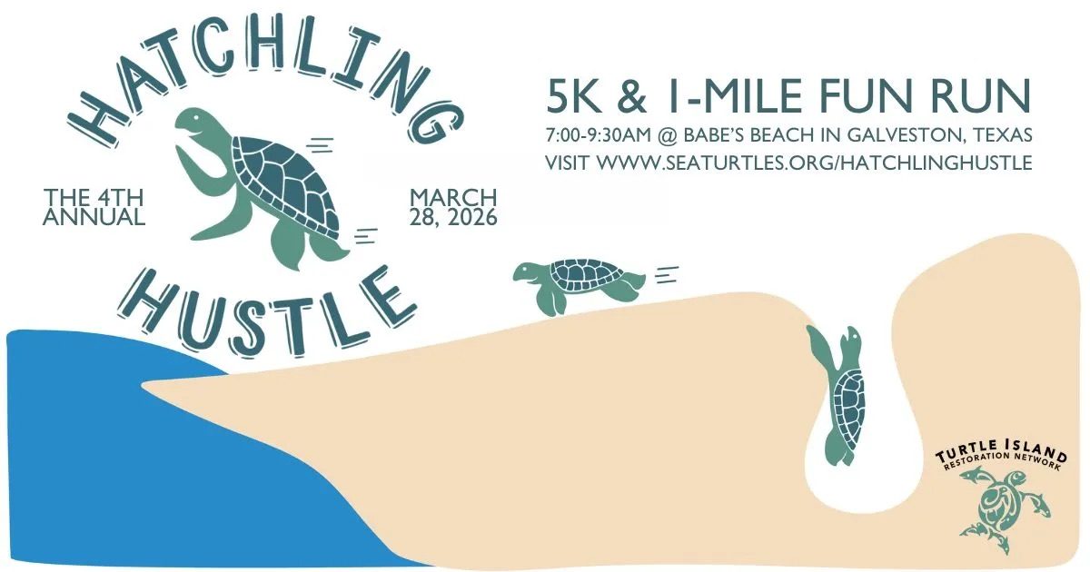 The 4th Annual Hatchling Hustle | Visit Galveston